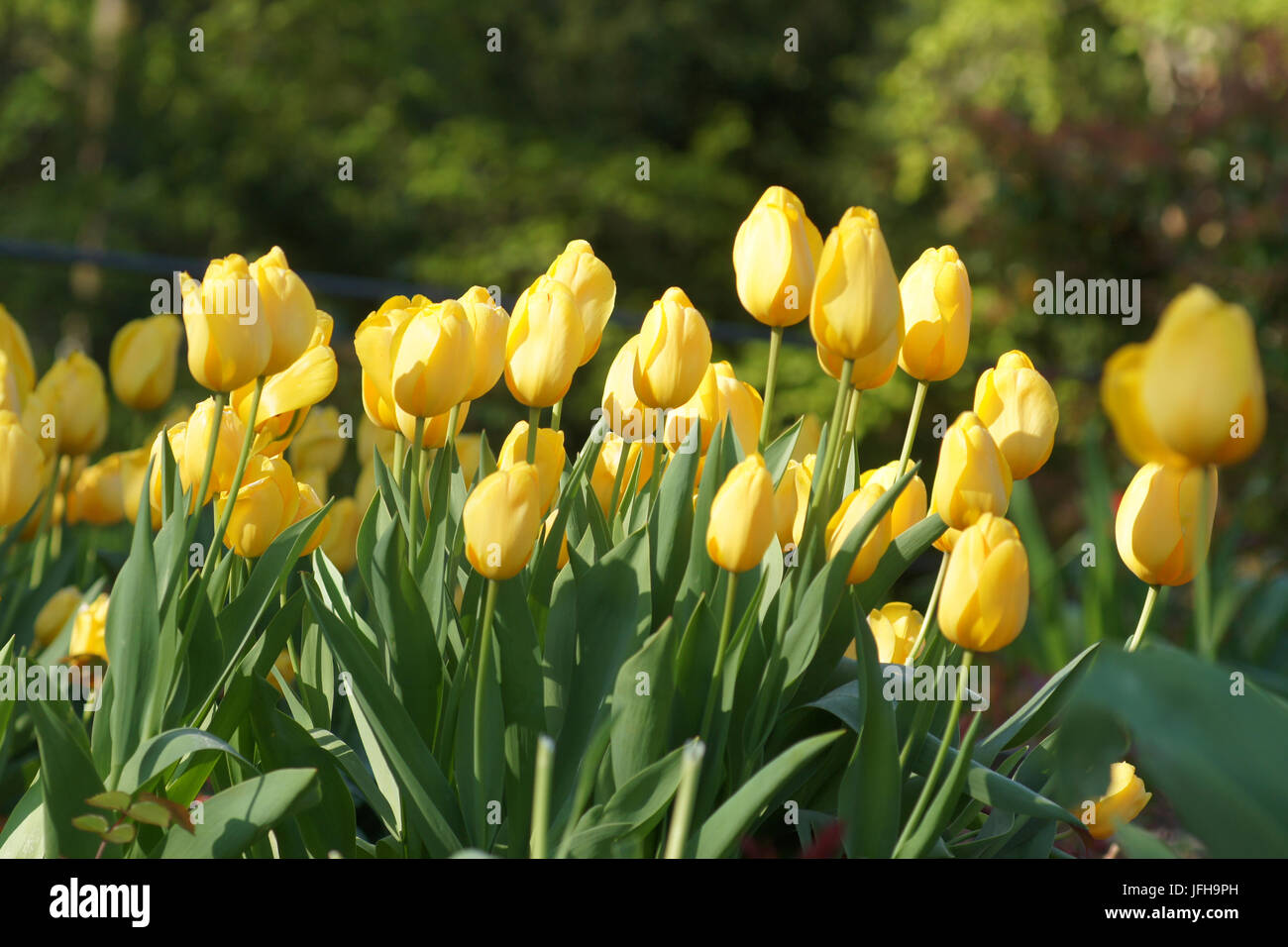 Tulipa Darwin Hybrid Golden Apeldoorn, Tulip Stock Photo - Alamy