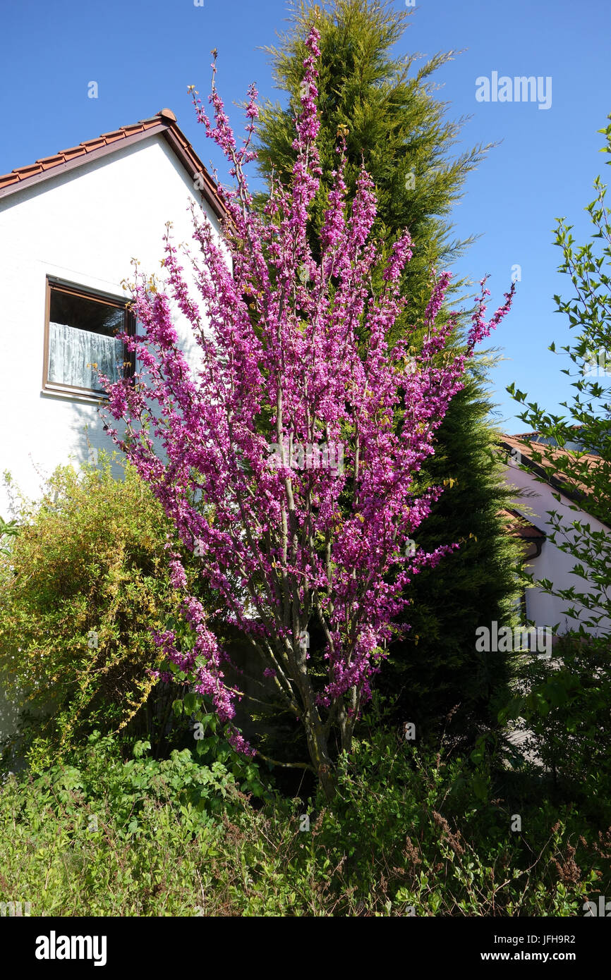Cercis siliquastrum, Judas Tree Stock Photo - Alamy