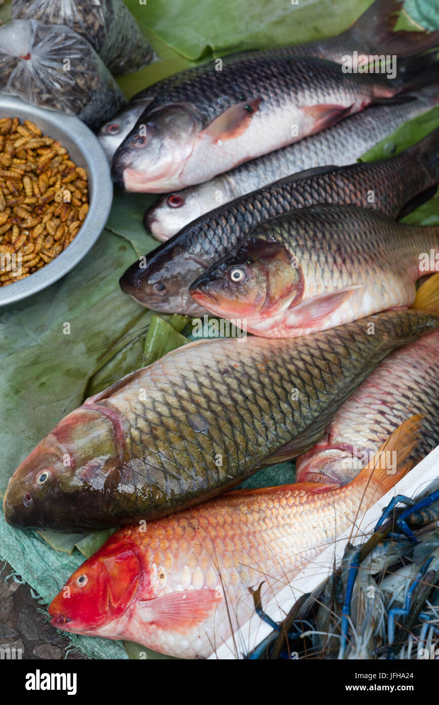 Fish exposed in Market, Laos Stock Photo - Alamy