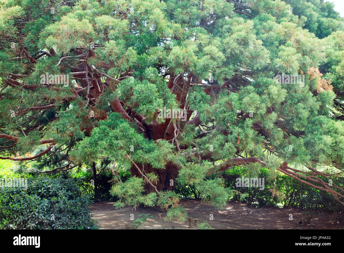 evergreen red tree Arbutus andrachne (Crimea, Ukraine Stock Photo - Alamy