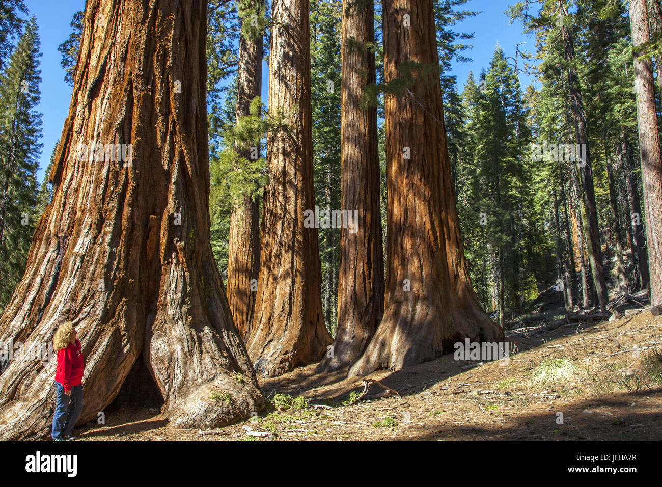Yosemite national park sequoias hi-res stock photography and images - Alamy