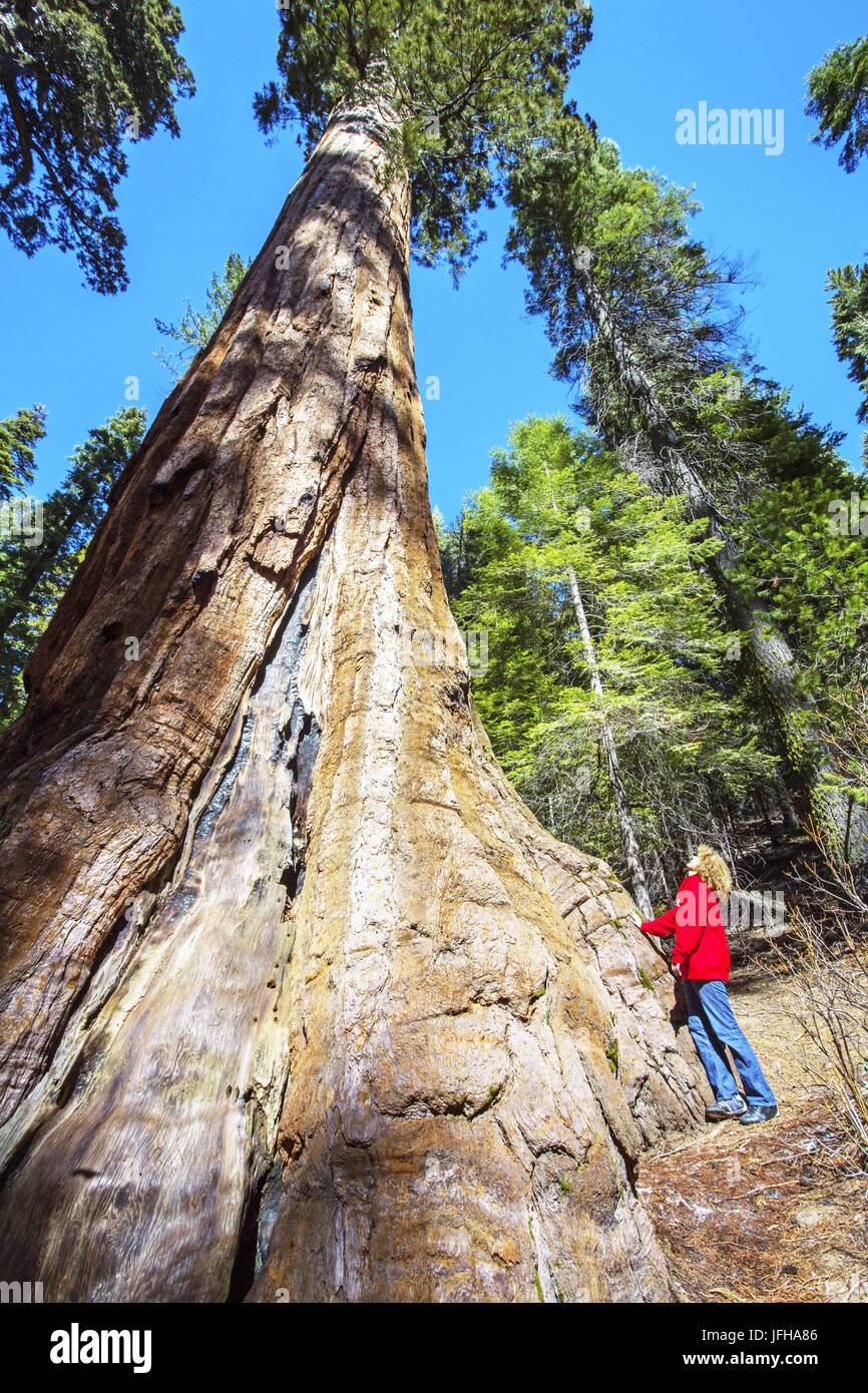 Giant sequoia sequoiadendron giganteum mariposa hi-res stock ...