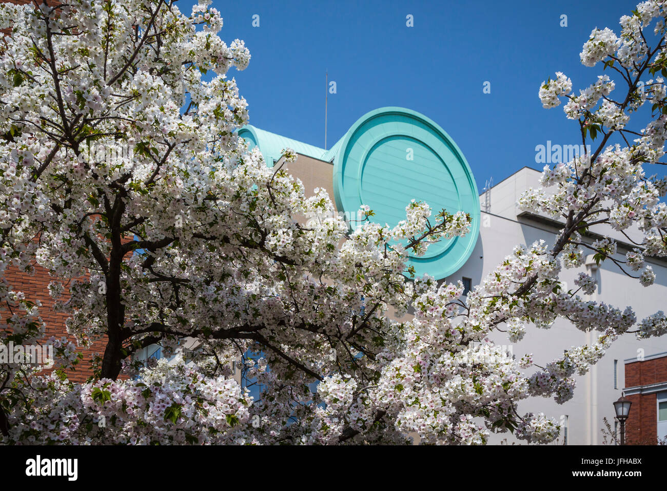 Sakura cherry blossoms at The Mint in Osaka, Japan Stock Photo - Alamy