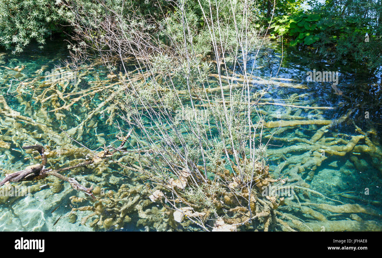 Summer azure limpid transparent lake (Plitvice, Croatia Stock Photo - Alamy