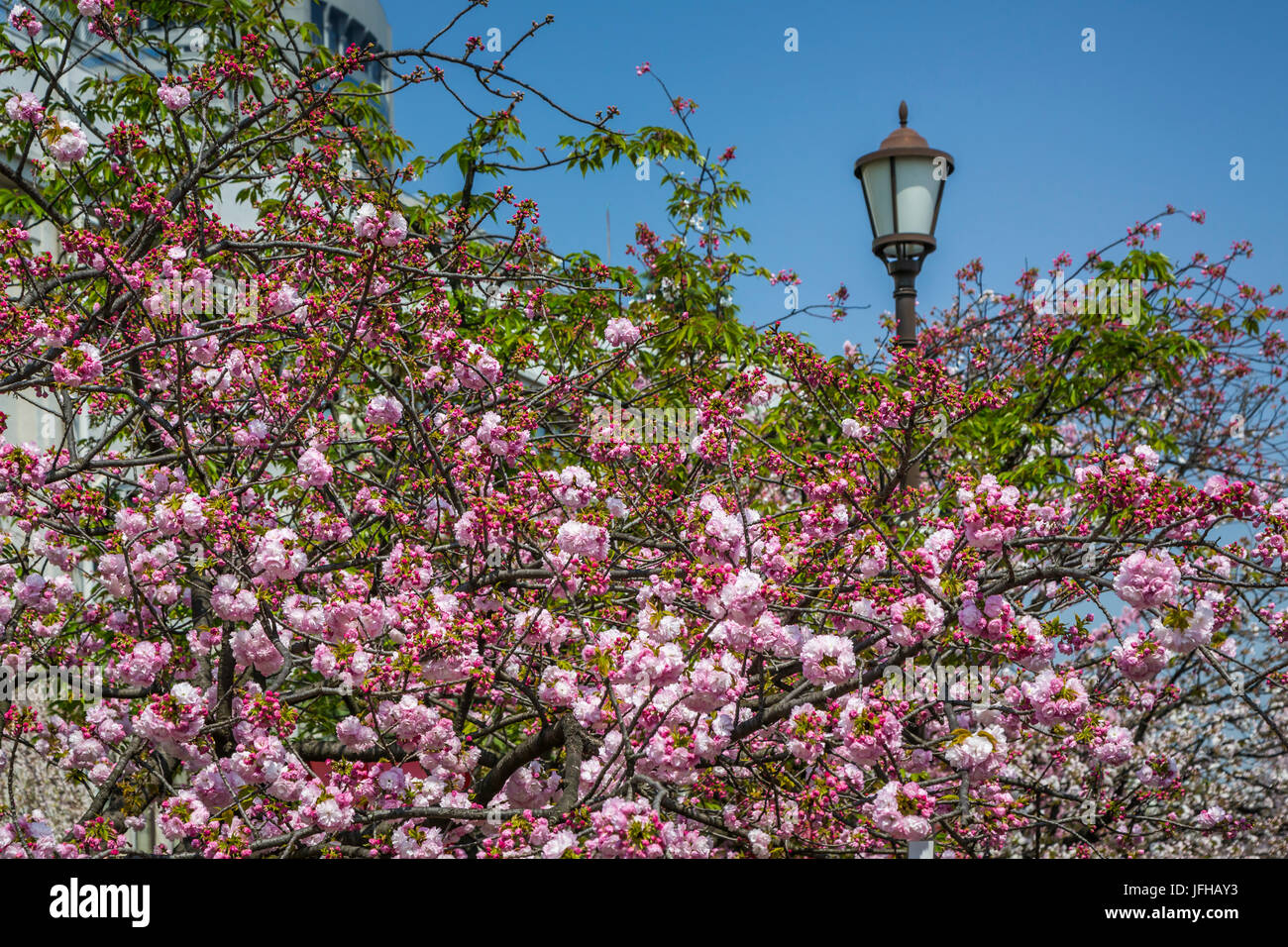 Sakura cherry blossoms at The Mint in Osaka, Japan Stock Photo - Alamy