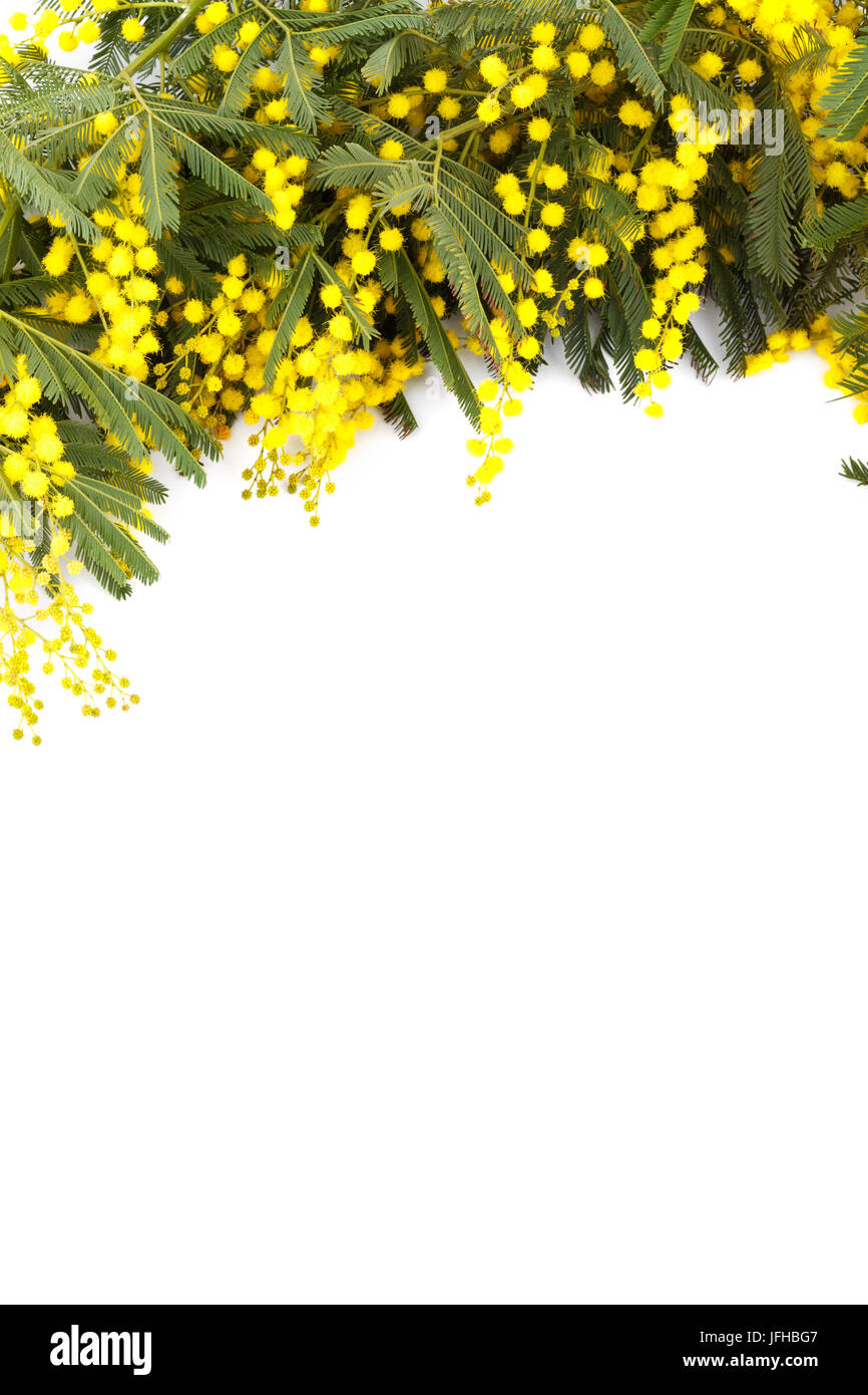 Mimosa leaf isolated hi-res stock photography and images - Alamy