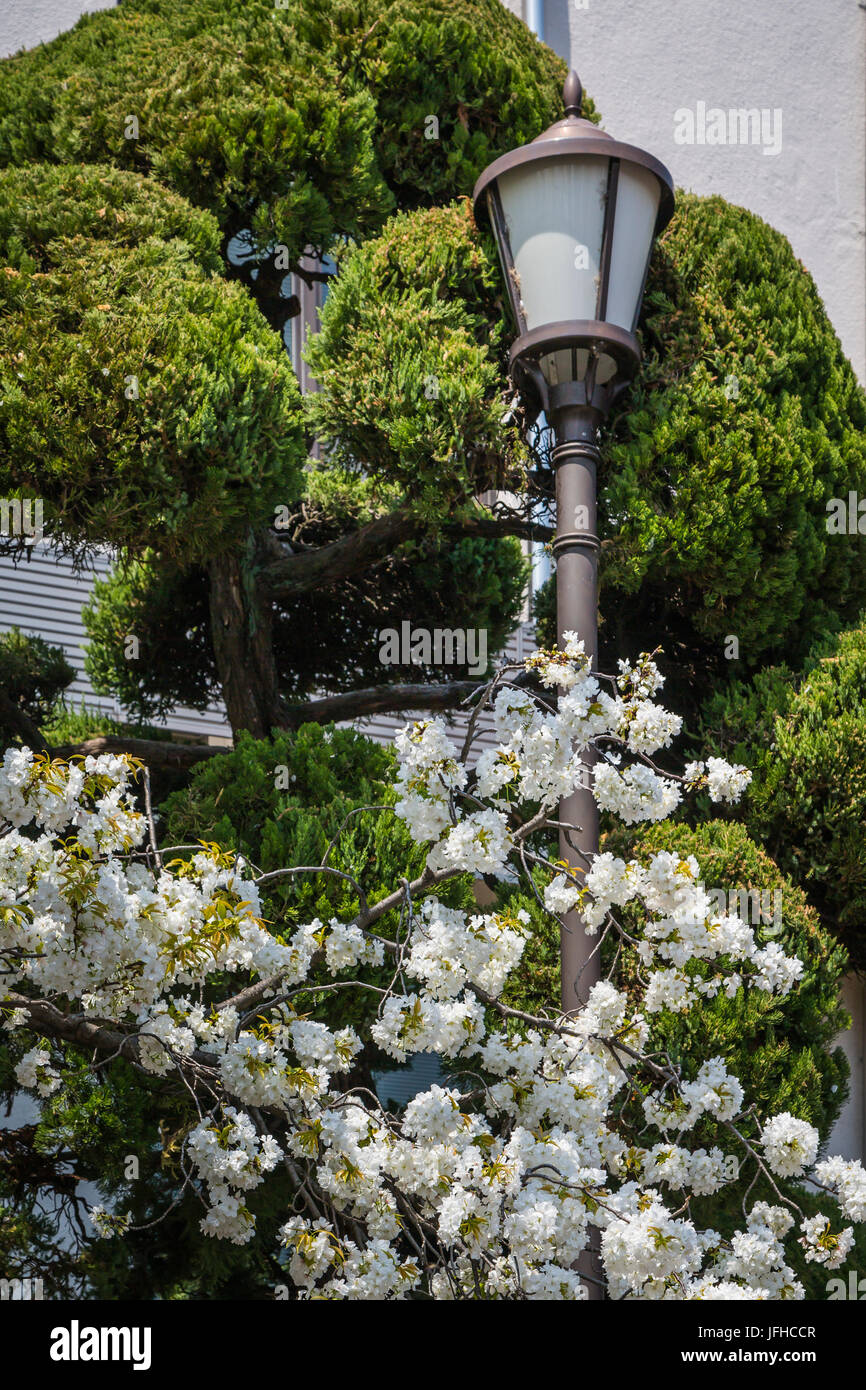 Sakura cherry blossoms at The Mint in Osaka, Japan Stock Photo - Alamy