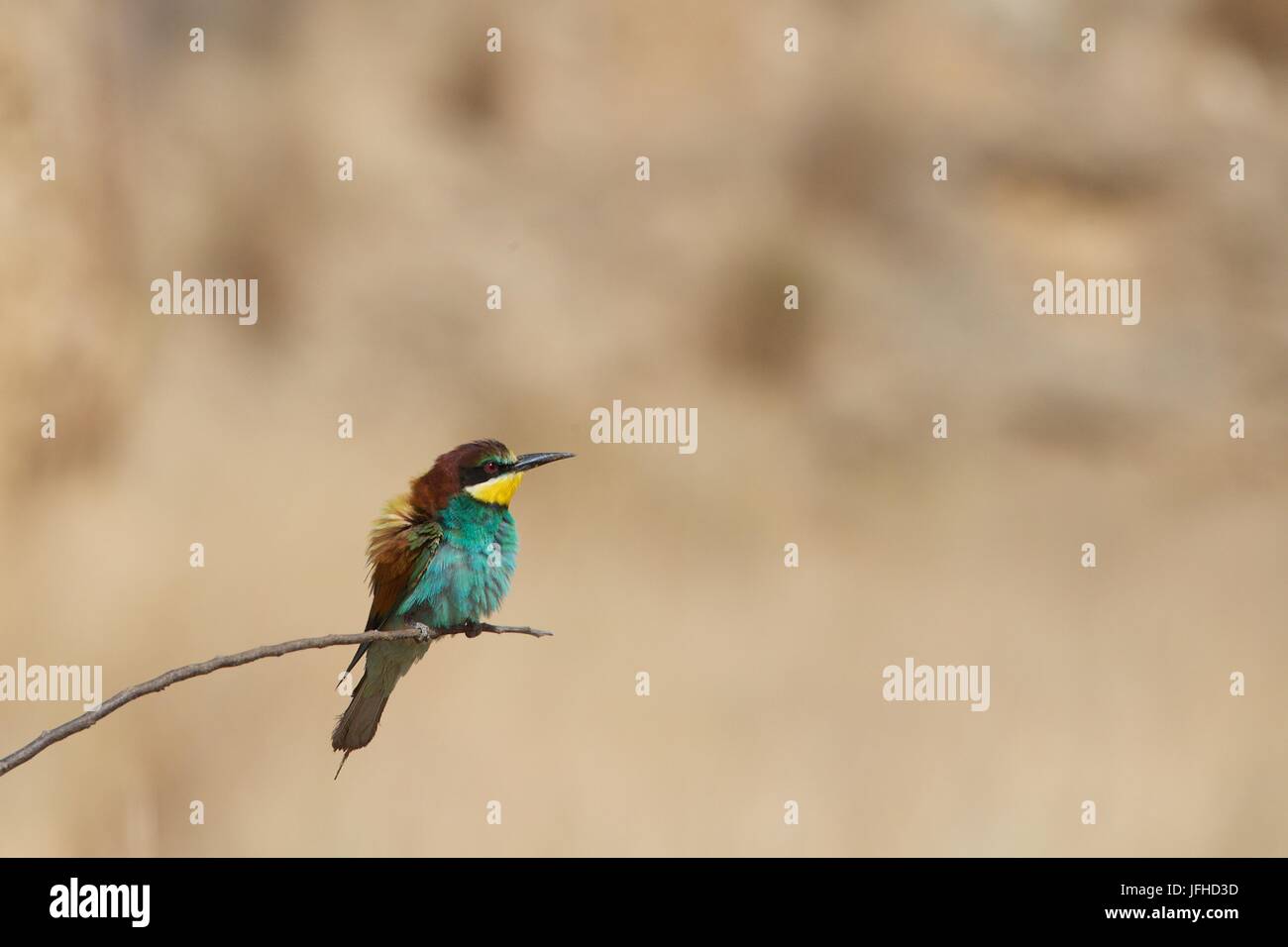 bee-eater eating bees Stock Photo - Alamy