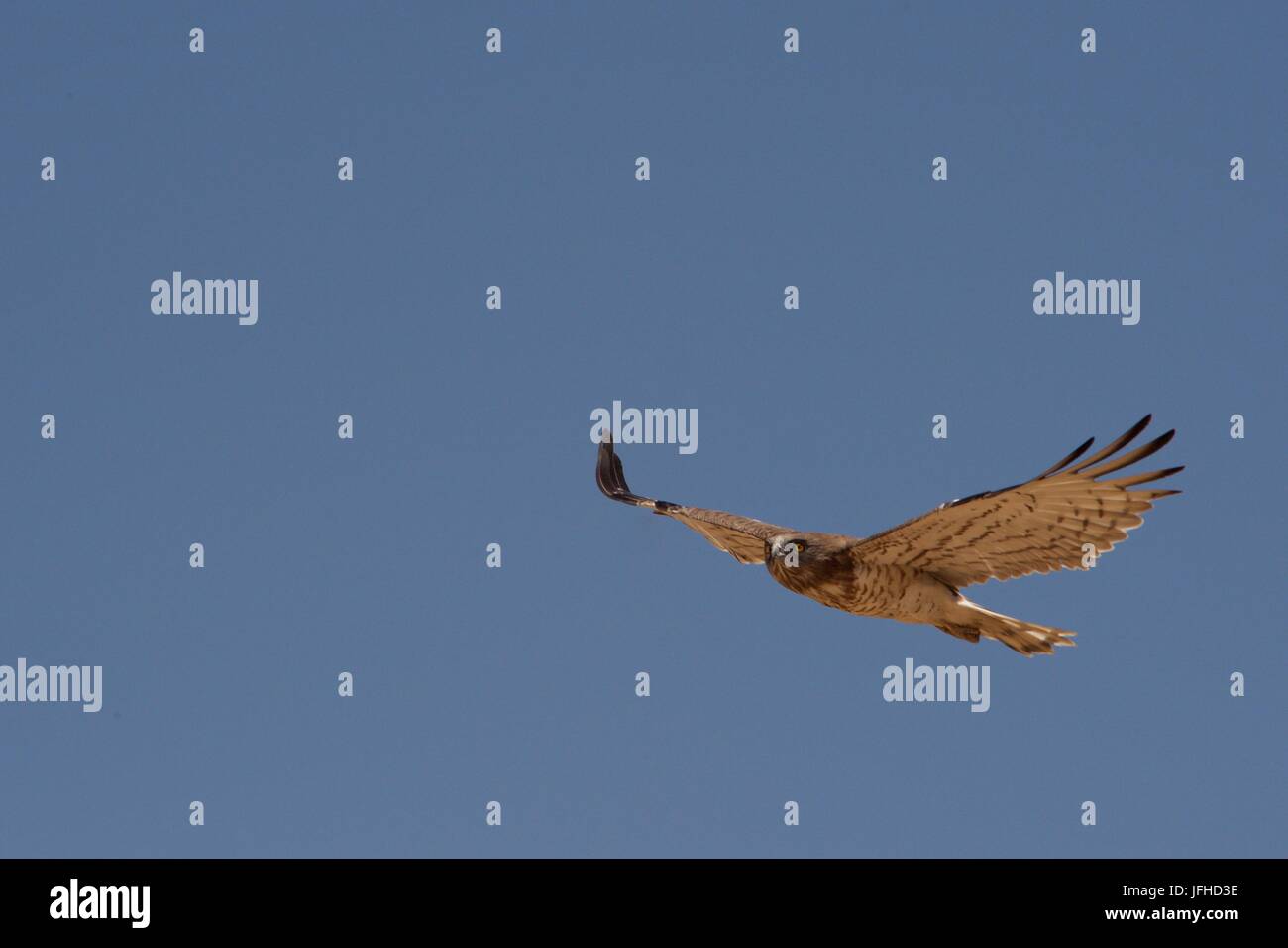 an eagle looking for mice and snakes Stock Photo - Alamy