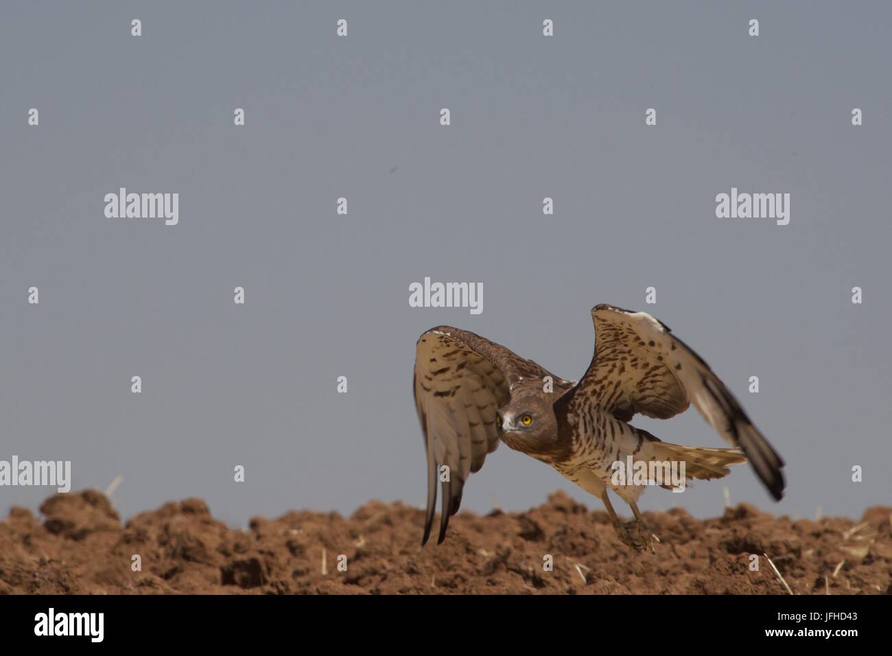 an eagle looking for mice and snakes Stock Photo - Alamy
