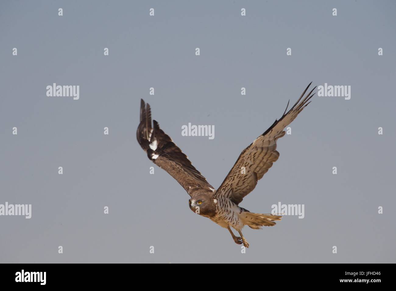 an eagle looking for mice and snakes Stock Photo - Alamy