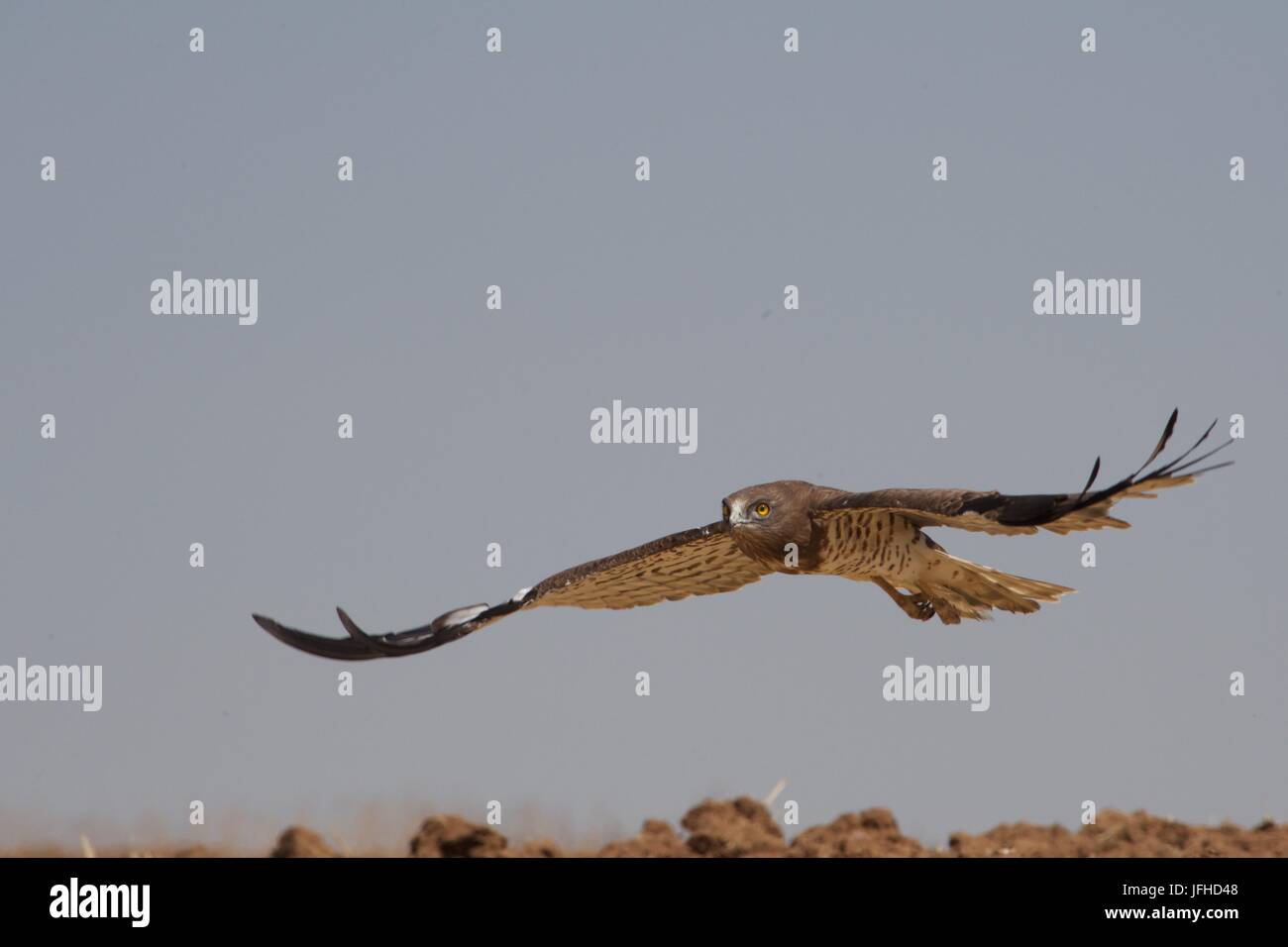 an eagle looking for mice and snakes Stock Photo - Alamy