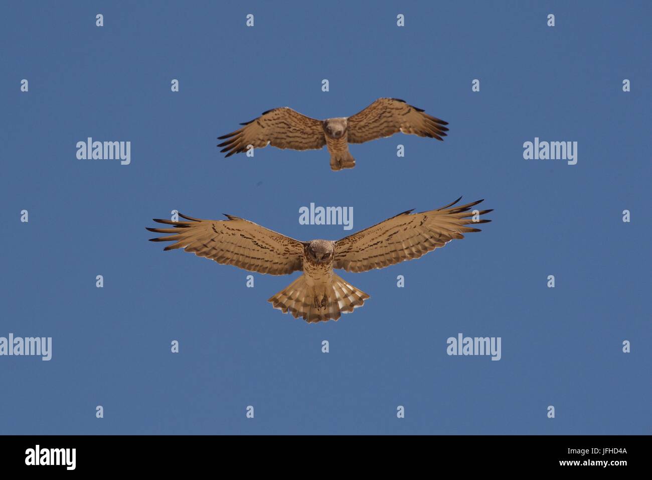 an eagle looking for mice and snakes Stock Photo - Alamy