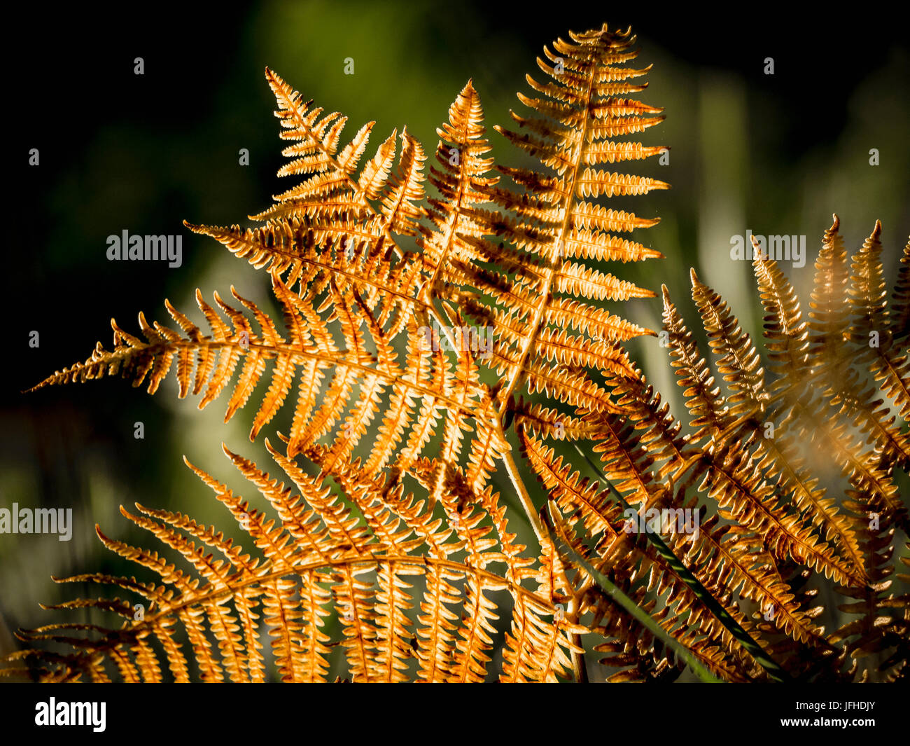 Gold fern hi-res stock photography and images - Alamy