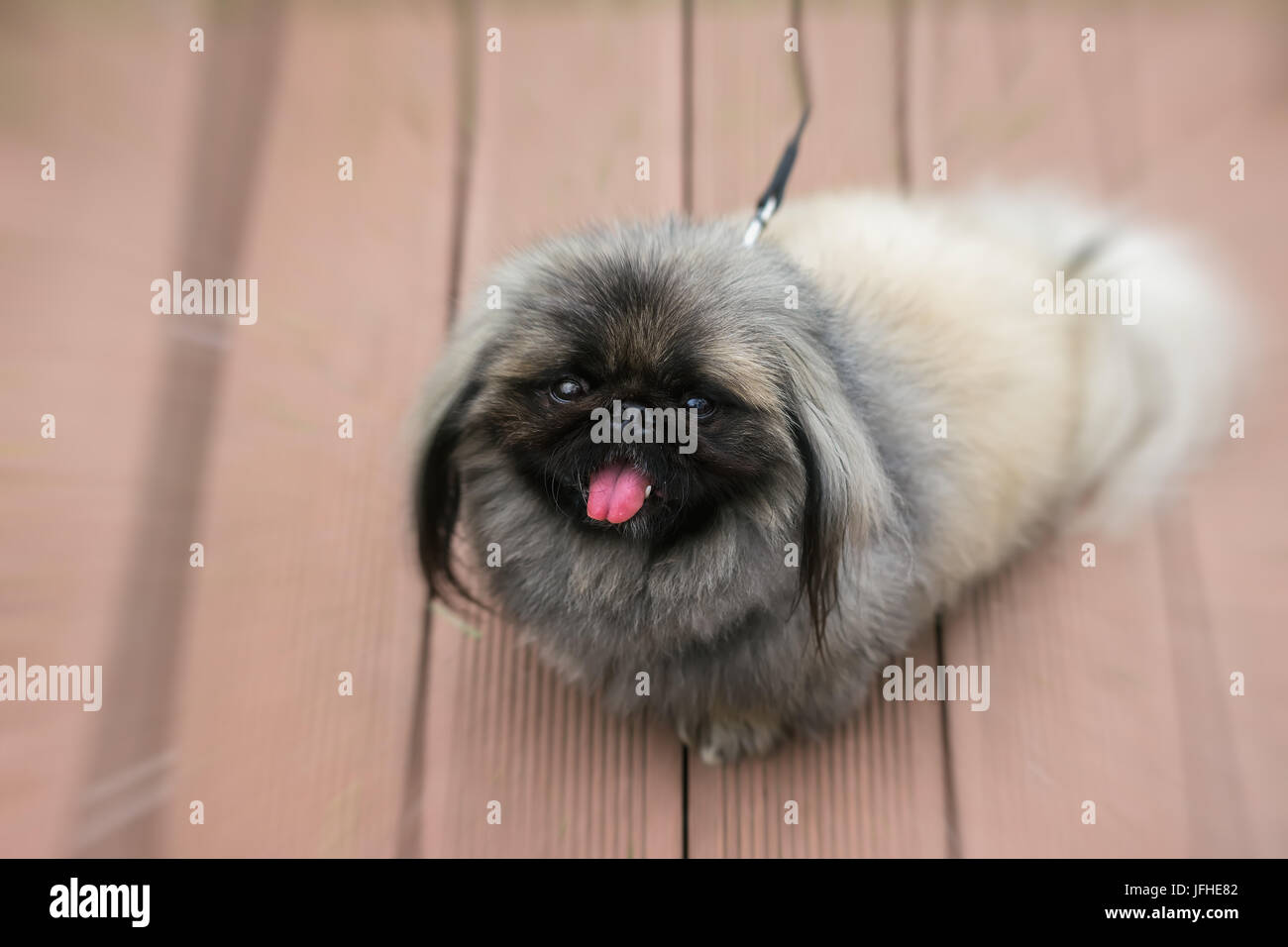 Fluffy Pekingese Dog sits on wooden pavement. Small black eyes look ...