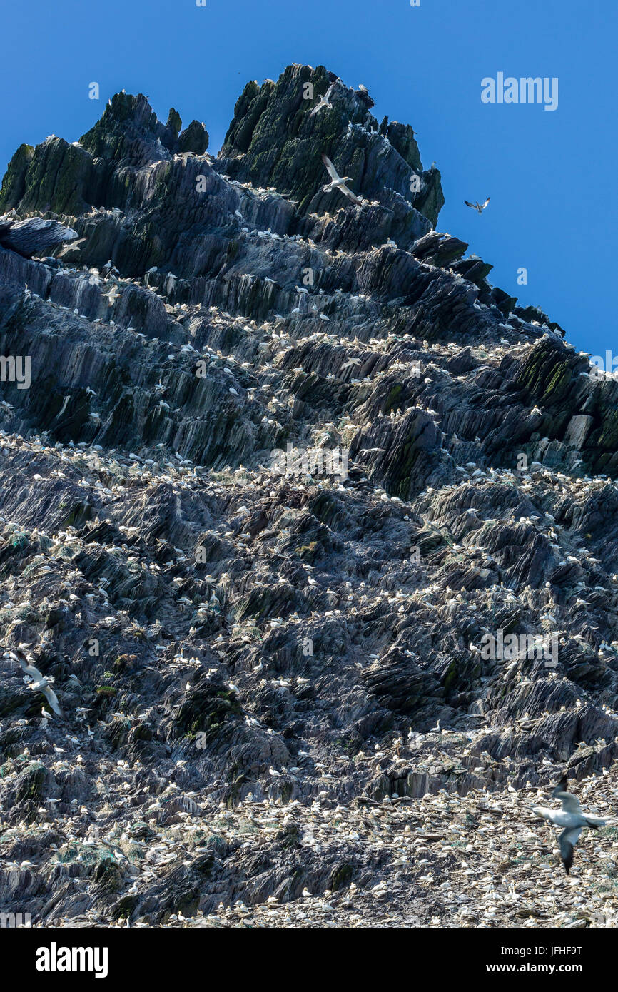 Northern Gannet Colony on Small Skellig Rock, County Kerry Ireland ...