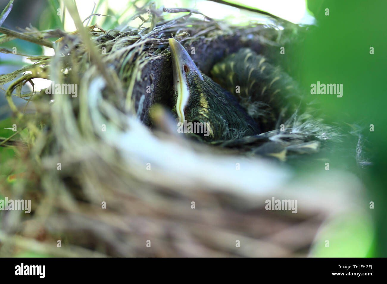 Hatchling of American Robin Bird Stock Photo - Alamy