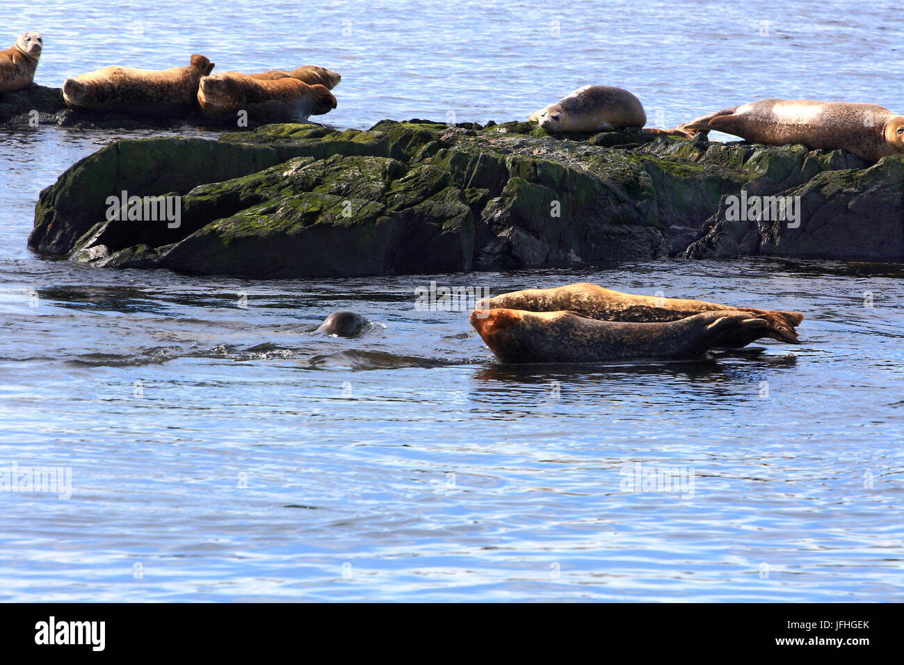 Atlantic Seals in Bay of Fundy Stock Photo - Alamy