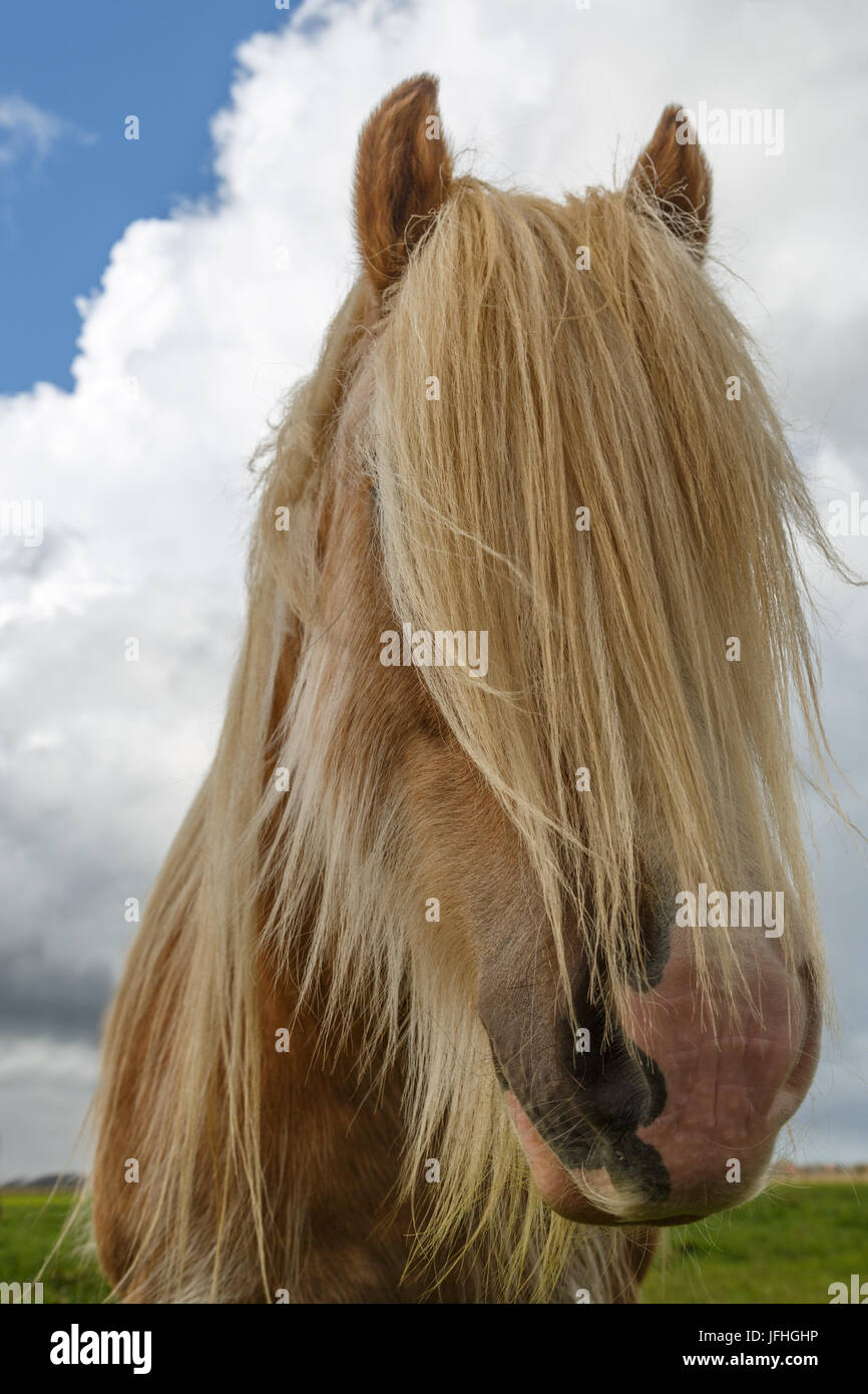 Irish Cob Mix Portrait Stock Photo - Alamy