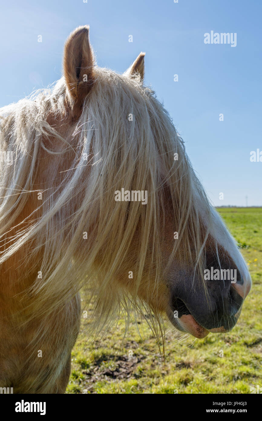 Irish gypsy hi-res stock photography and images - Alamy