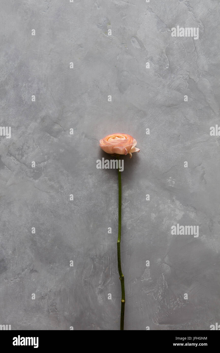 One rose represented on background Stock Photo - Alamy