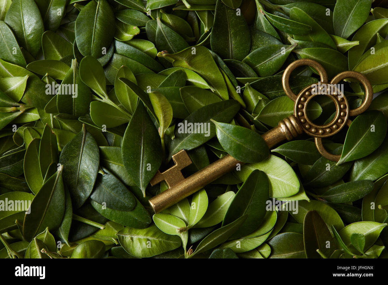Green leaves and key Stock Photo - Alamy