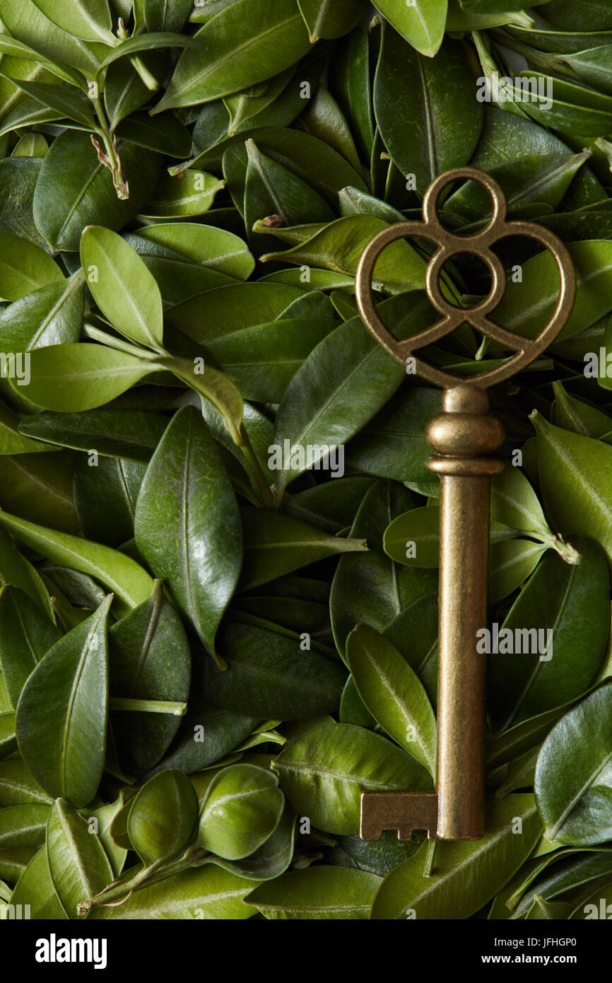 Green leaves and key Stock Photo - Alamy