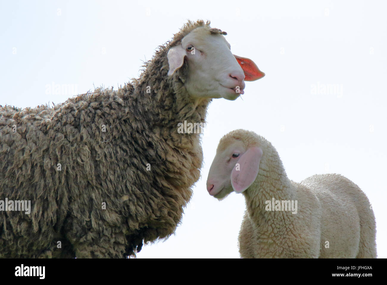 Mother-beast and her lamb, sheep Stock Photo - Alamy