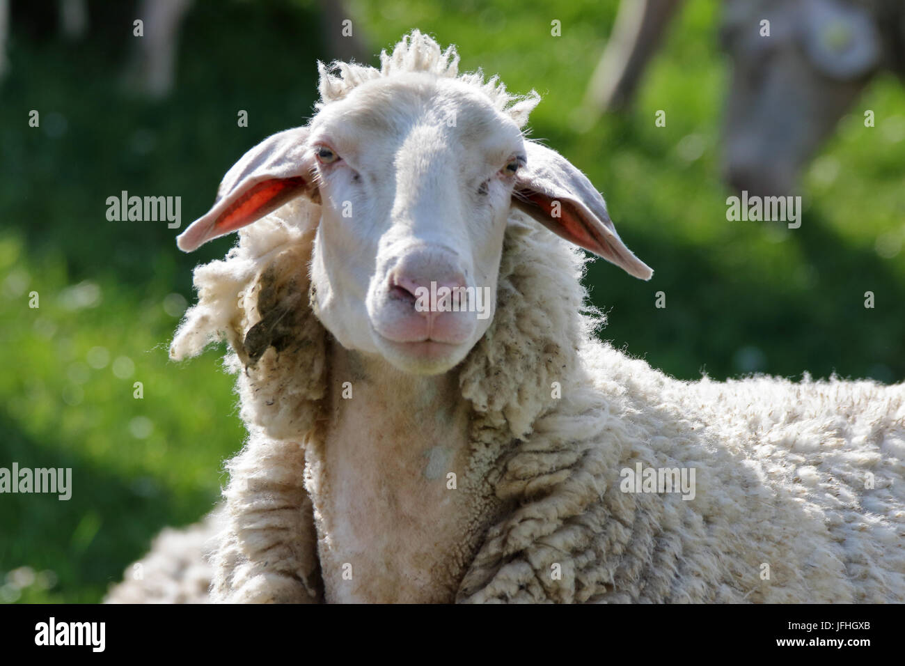 Sheep weed hi-res stock photography and images - Alamy