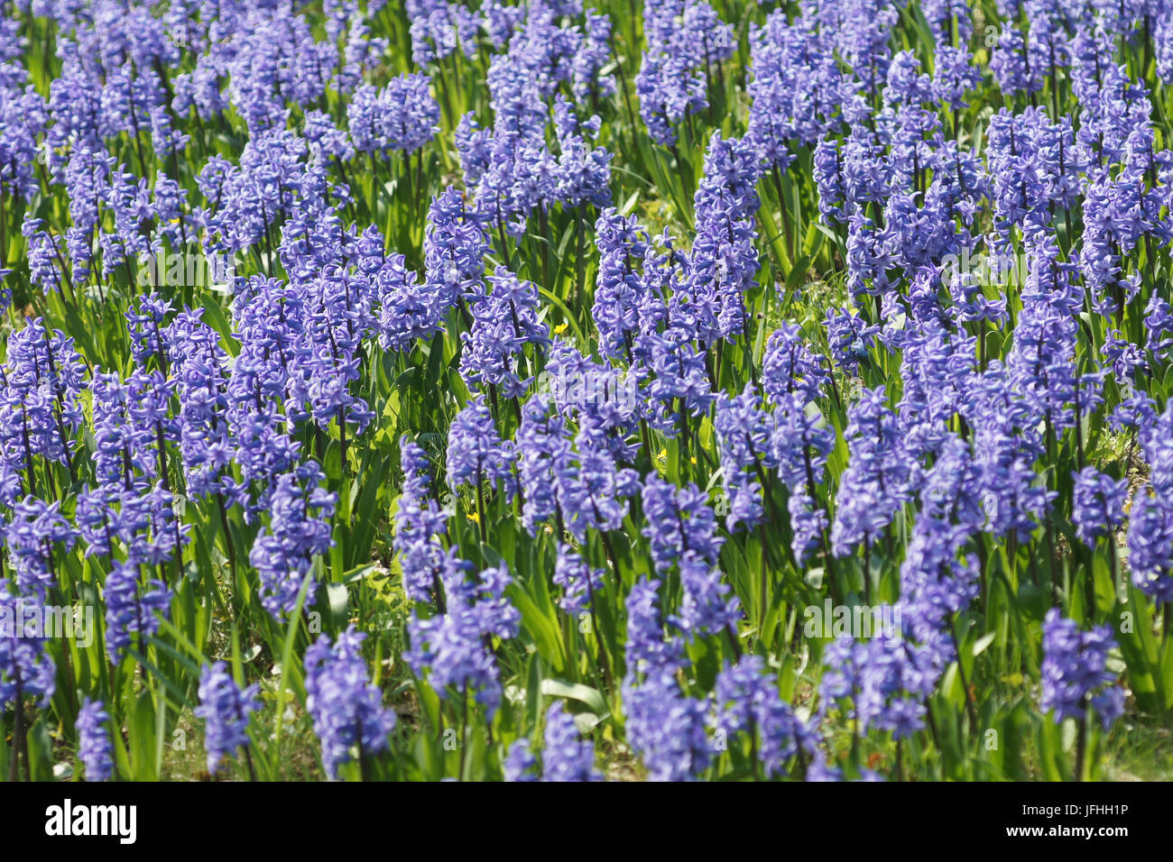 Hyacinthus orientalis, Hyacinth Stock Photo - Alamy