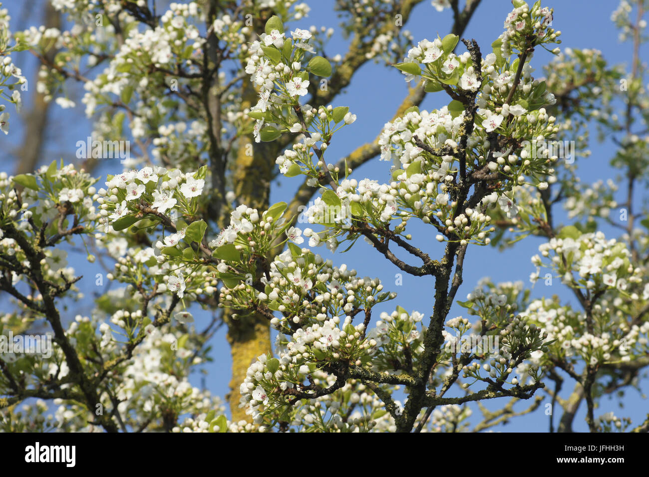 Pyrus communis, Pear Stock Photo - Alamy