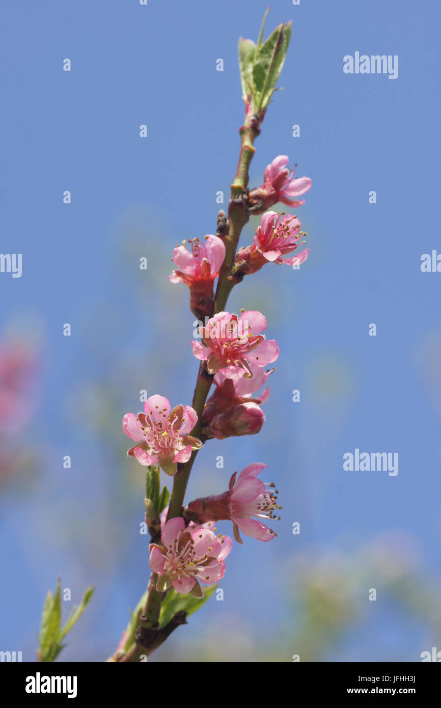 Prunus persica, Peach Stock Photo - Alamy