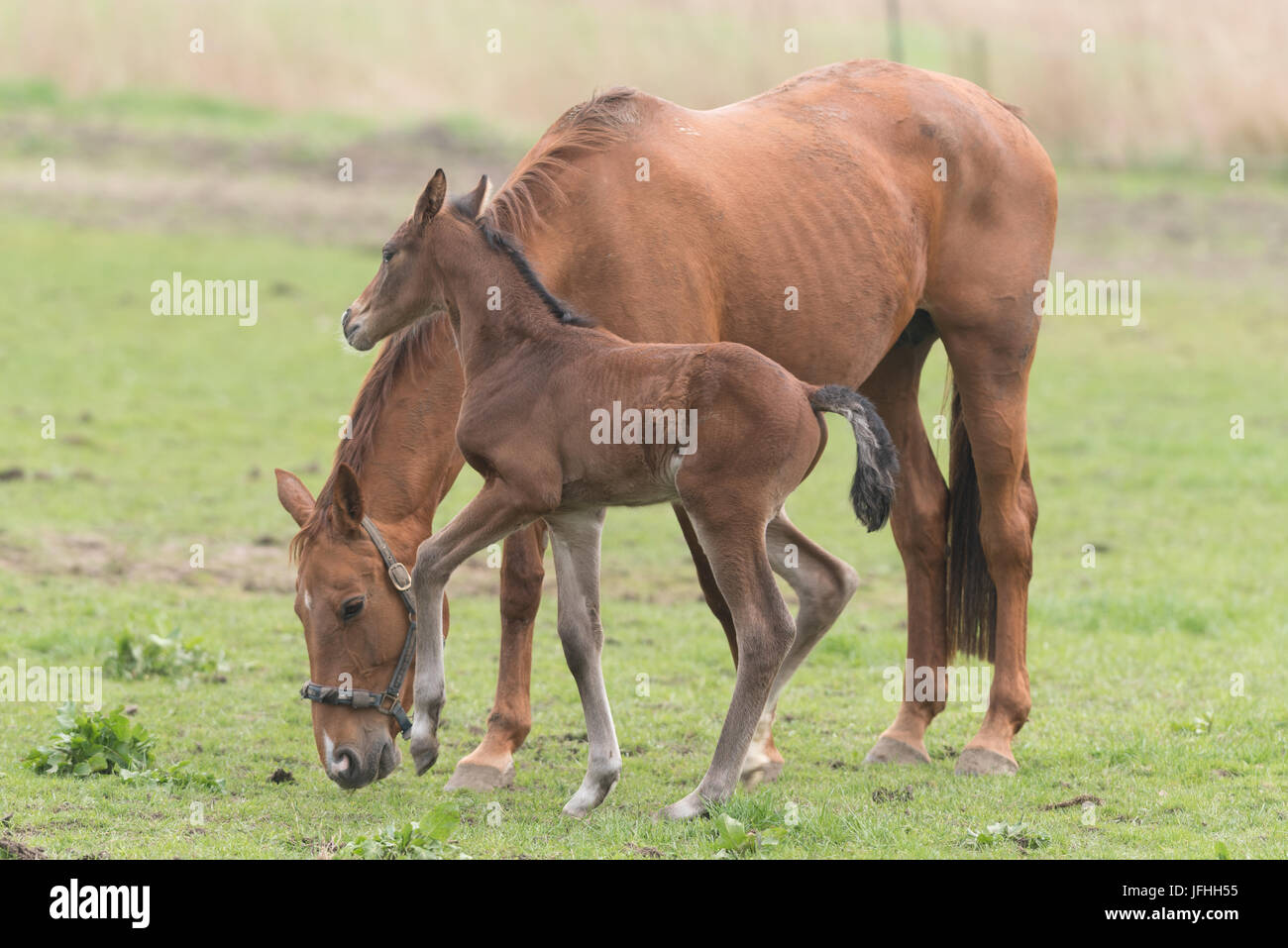 Springpferd hi-res stock photography and images - Alamy