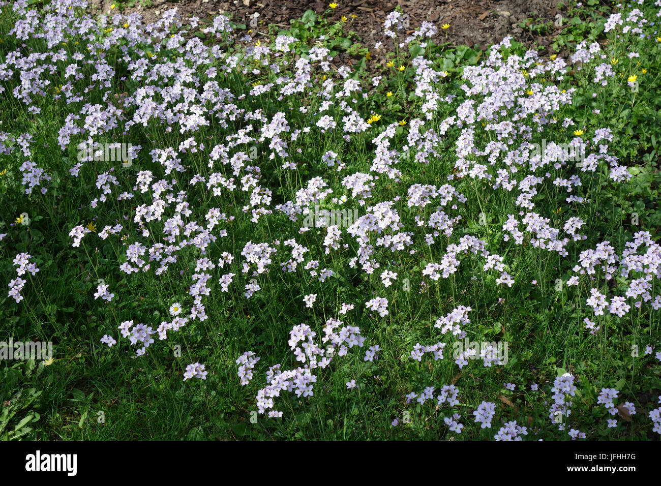 Cardamine pratensis, Cuckooflower Stock Photo - Alamy