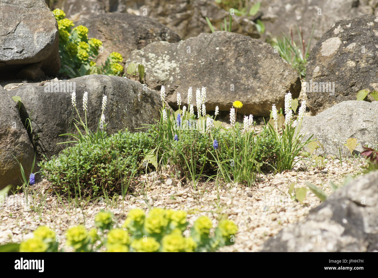 Muscari botryoides Alba, White Grape Hyacinth Stock Photo - Alamy
