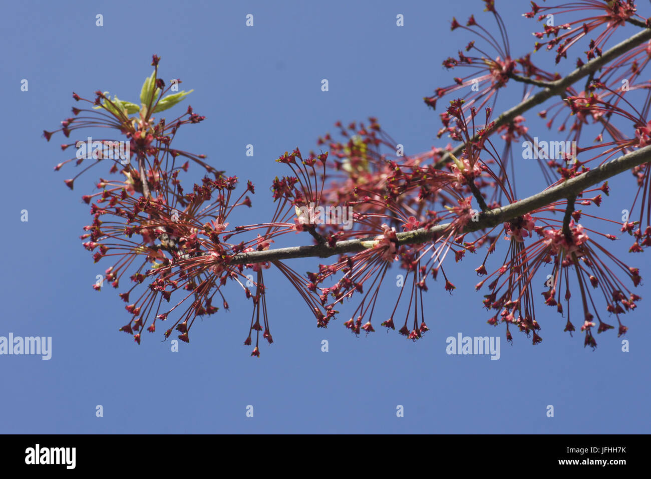 Acer rubrum flower hi-res stock photography and images - Alamy