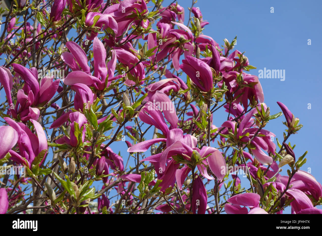 Magnolia liliiflora, Purple Saucer Magnolia Stock Photo - Alamy