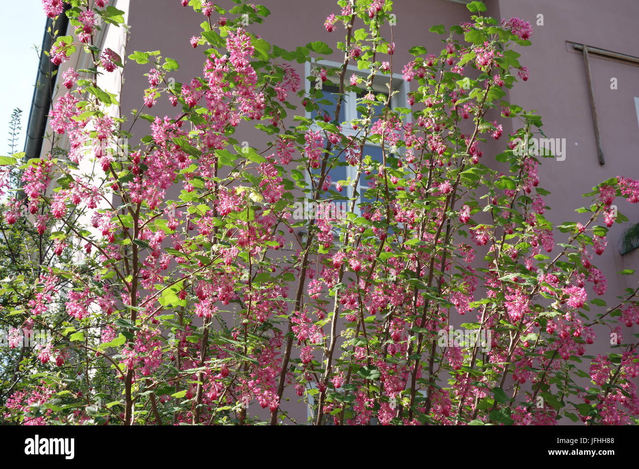 Ribes sanguineum, Flowering Currant Stock Photo - Alamy
