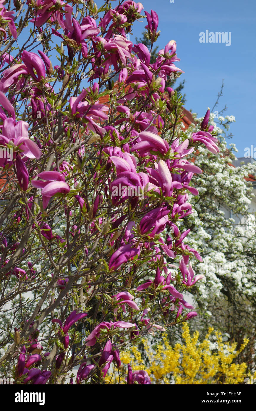 Magnolia liliiflora, Purple Saucer Magnolia Stock Photo - Alamy