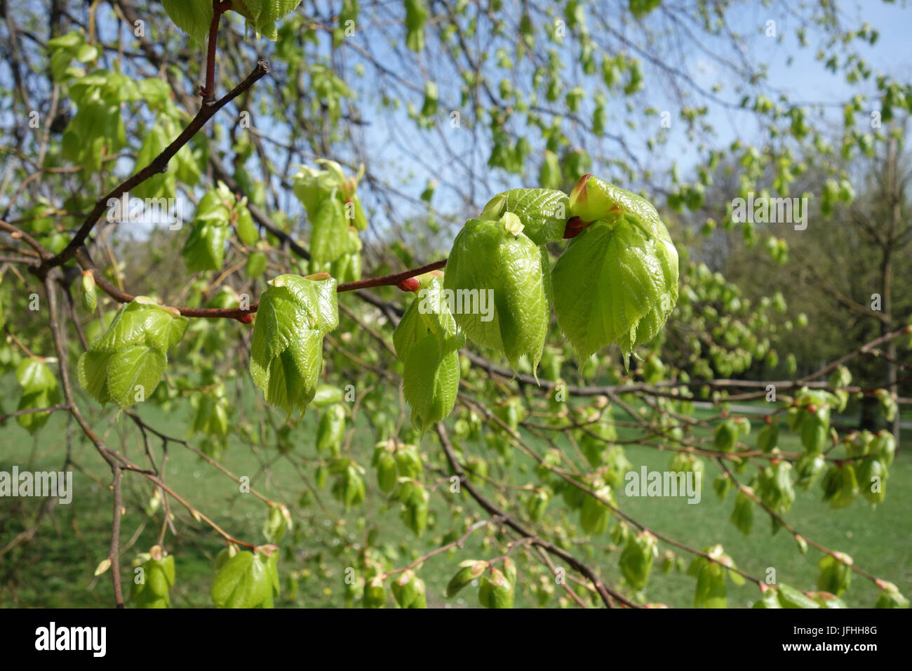 Tilia x europaea, European Lime Stock Photo - Alamy