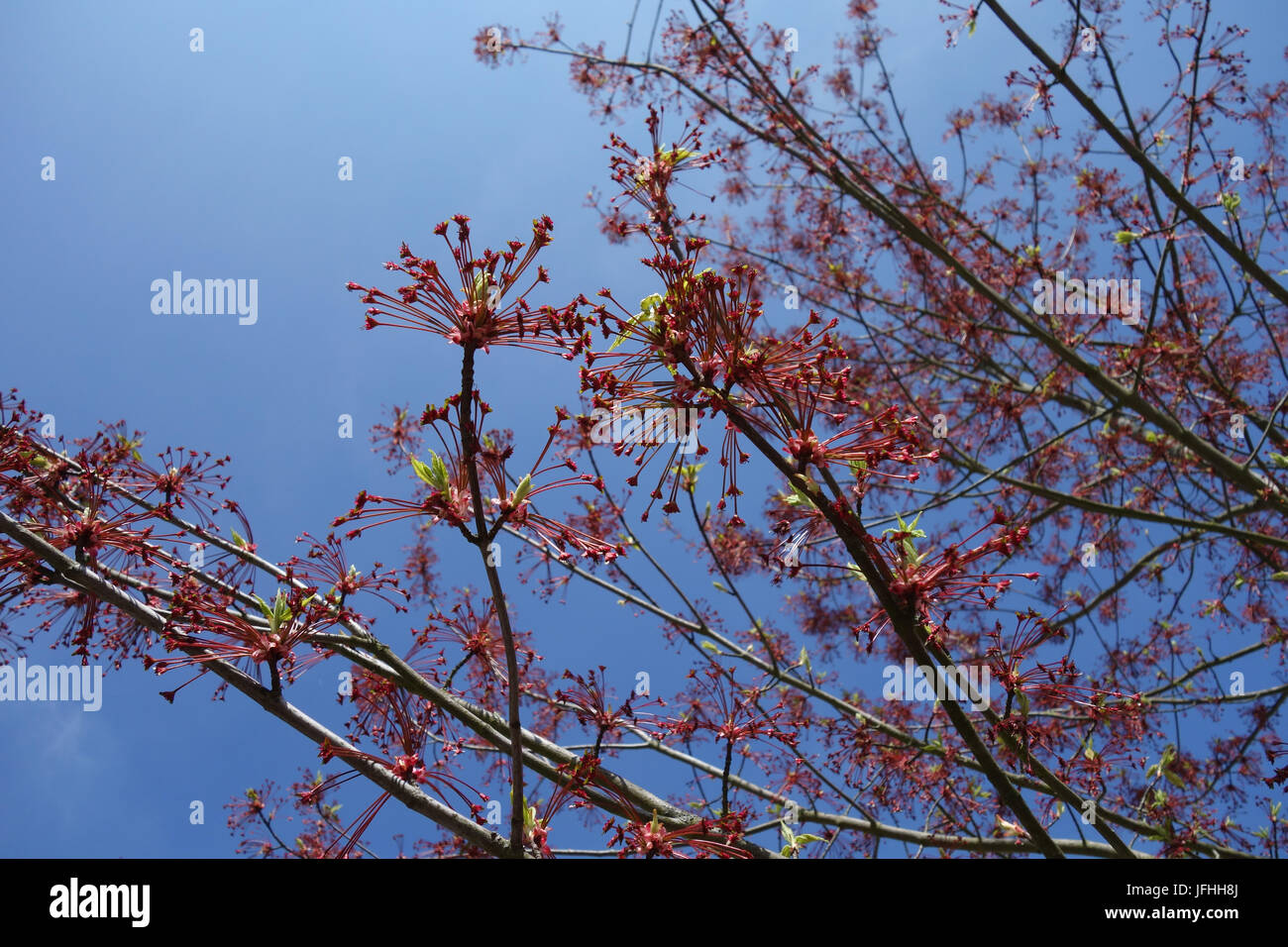 Acer rubrum flower hi-res stock photography and images - Alamy
