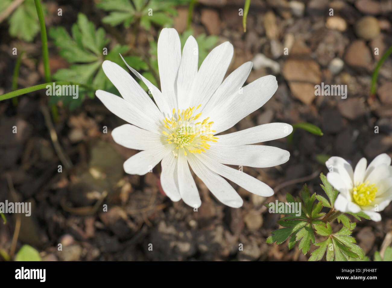 Anemone blanda Alba, White Grecian Windflower Stock Photo - Alamy