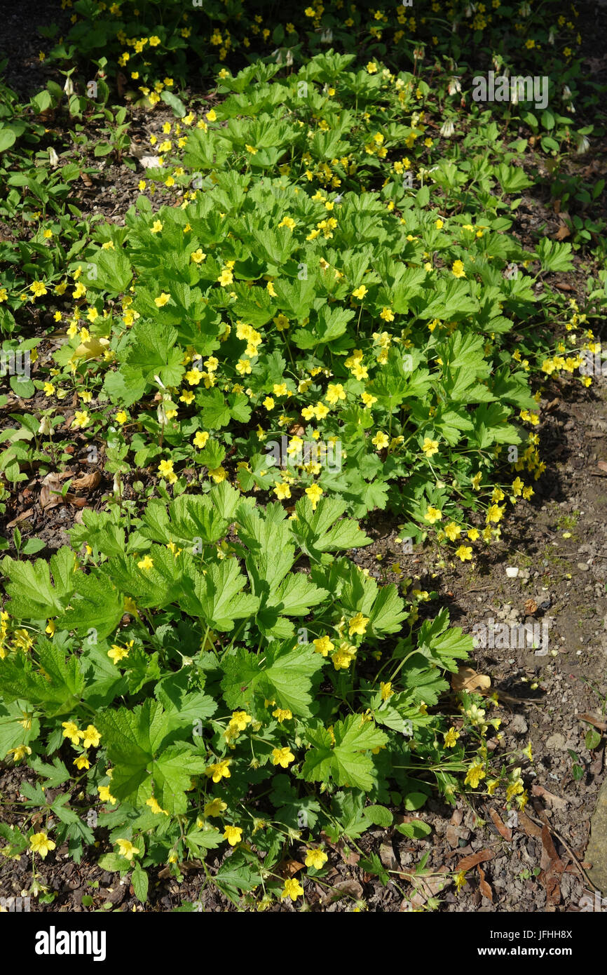 Waldsteinia geoides hi-res stock photography and images - Alamy