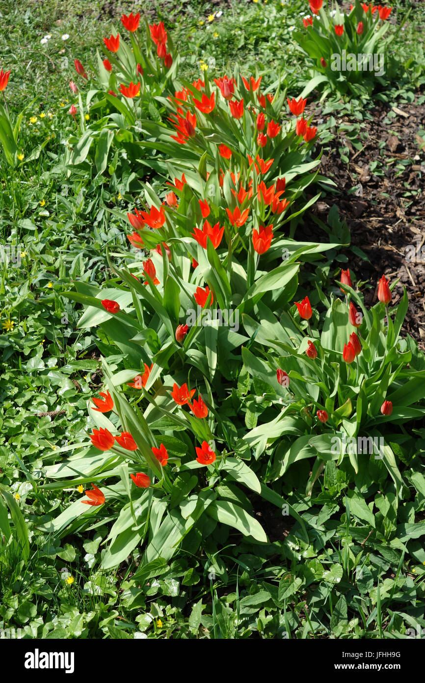 Tulipa praestans, Wild Tulip Stock Photo - Alamy