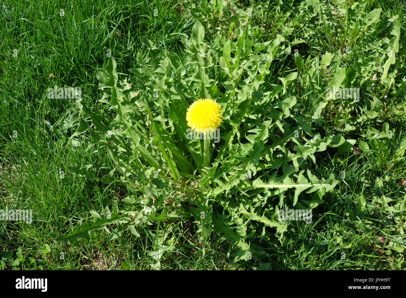 Taraxacum officinale, Dandelion Stock Photo - Alamy