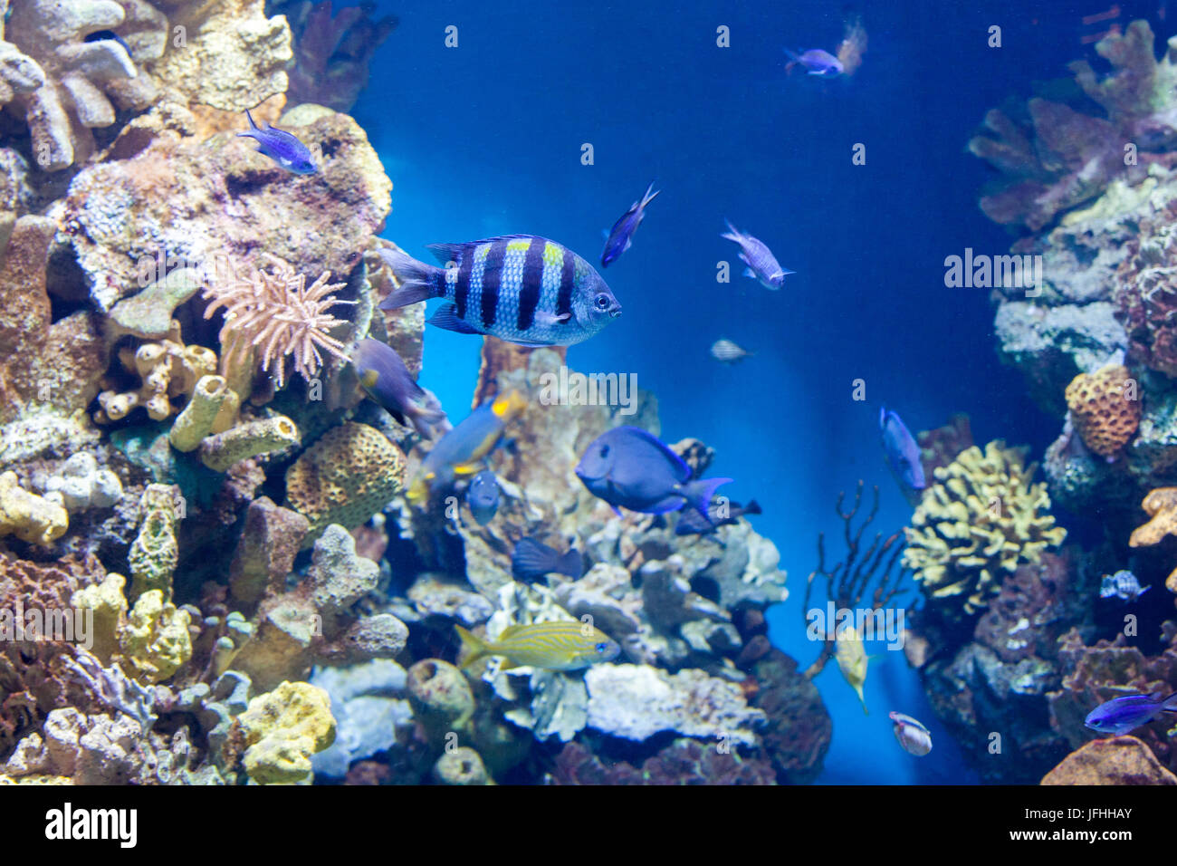 Sergeant major fish Stock Photo - Alamy