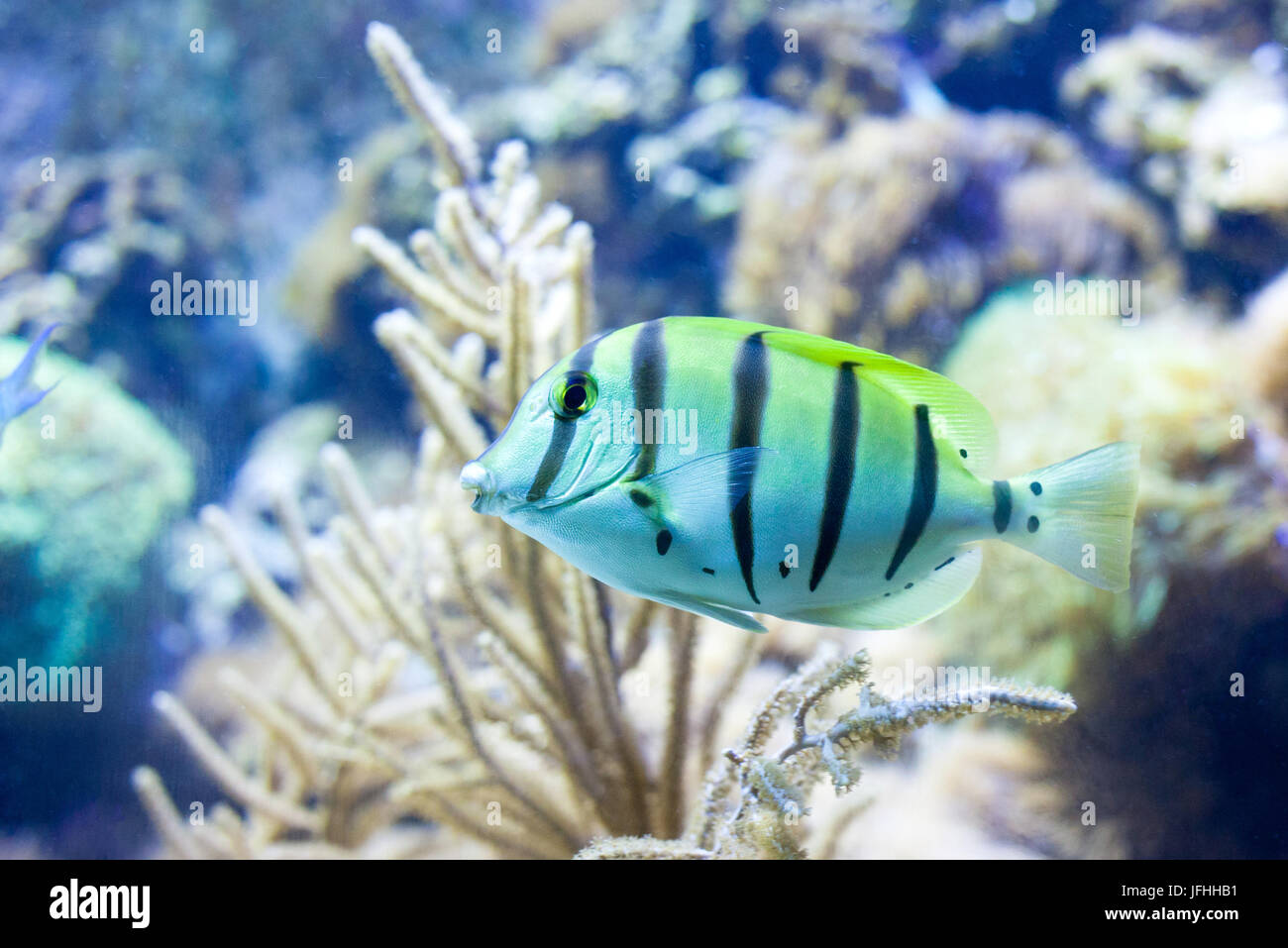 Sergeant major fish Stock Photo - Alamy