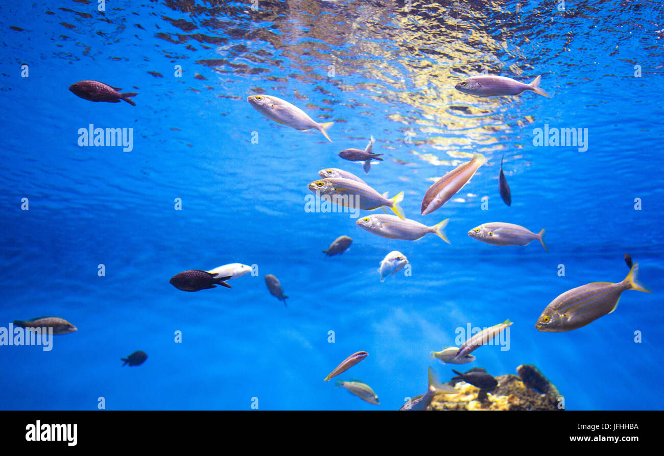School of Tuna Fish in the Sea Stock Photo - Alamy
