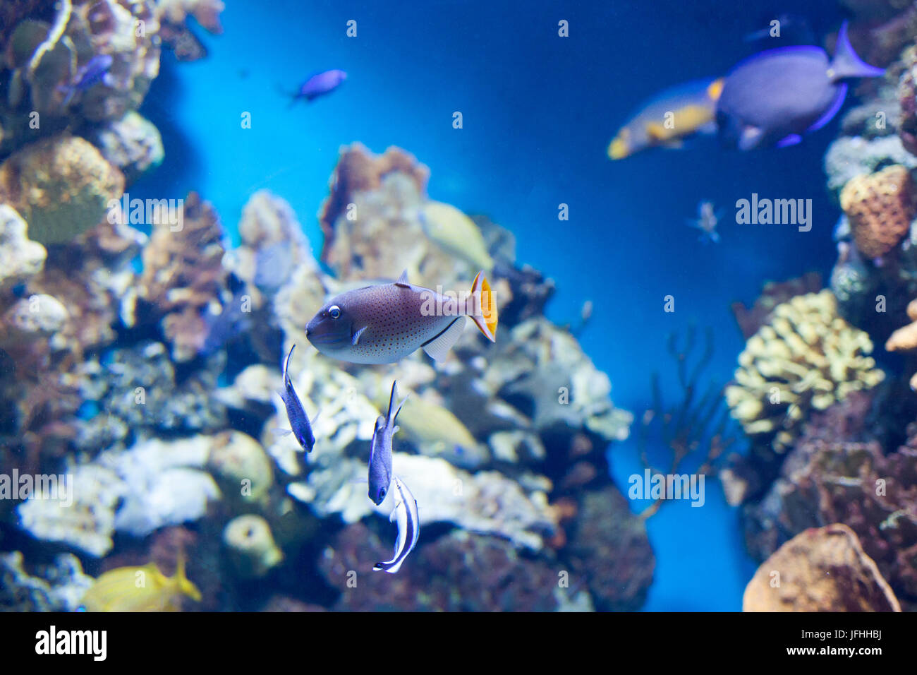 Filefish sargassum hi-res stock photography and images - Alamy