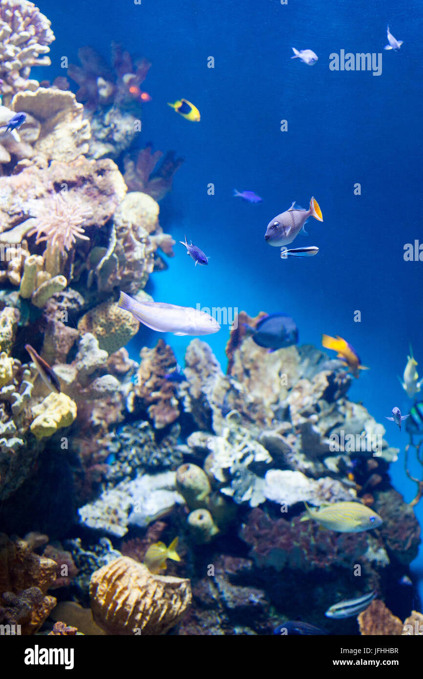 Various fins hi-res stock photography and images - Alamy